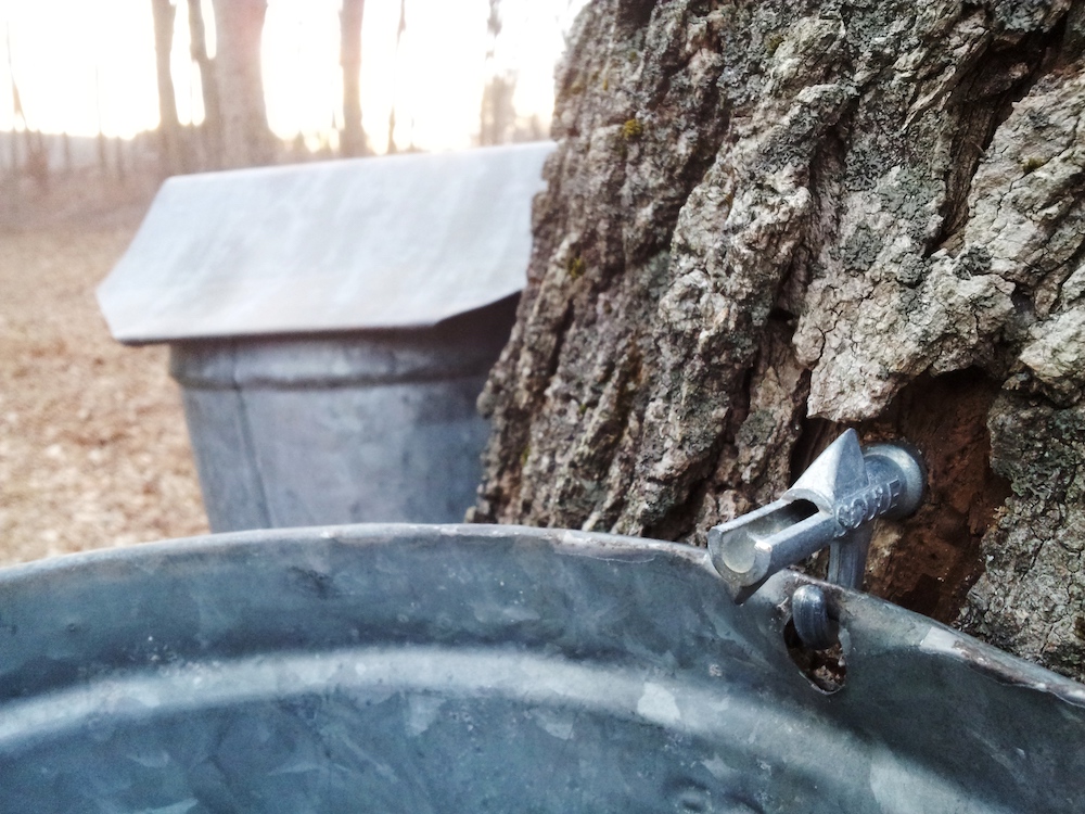 From Sap to Syrup: How Maple Syrup is Made | Heifer International